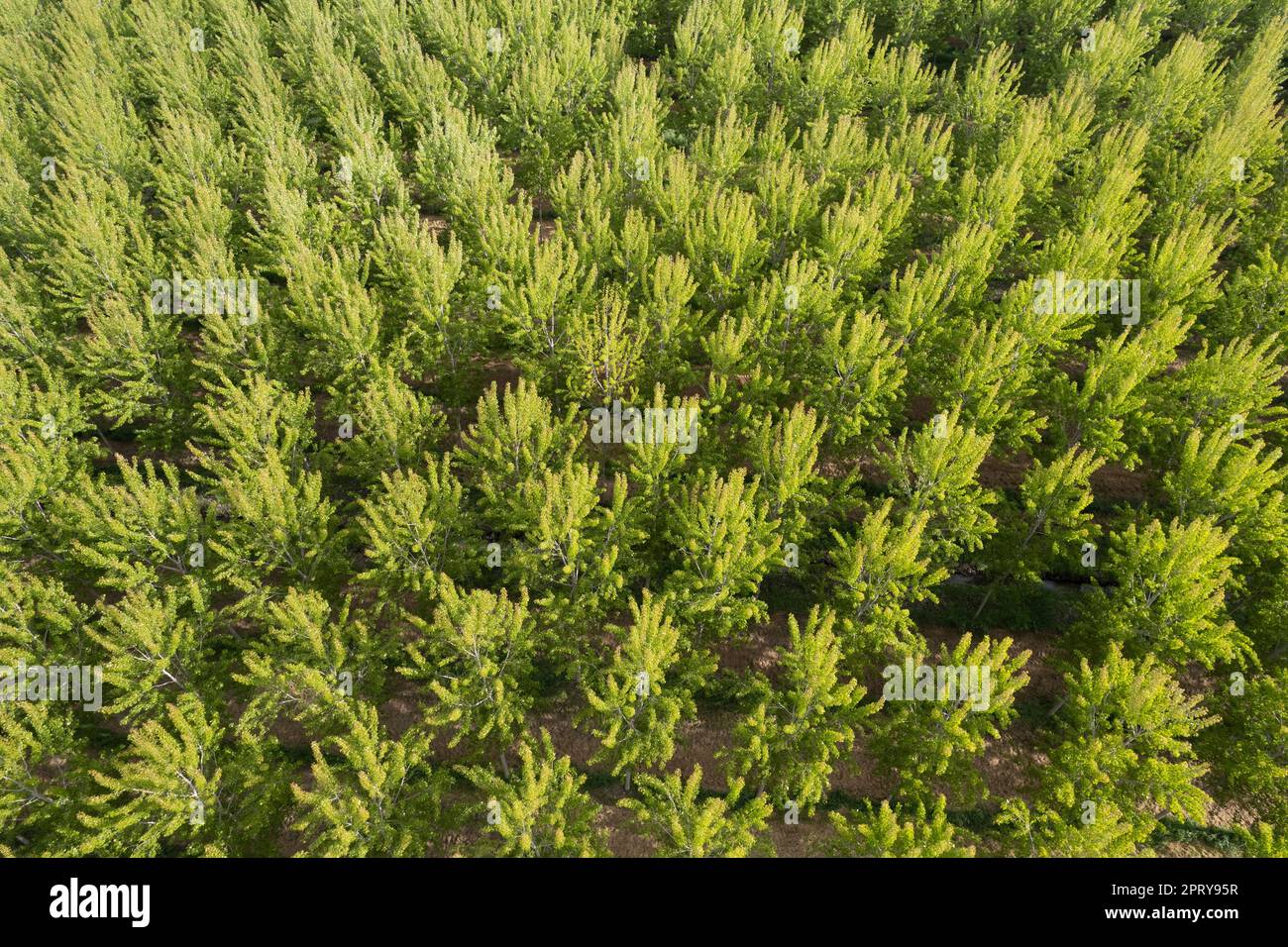 Poplar tree plantation hi-res stock photography and images - Alamy