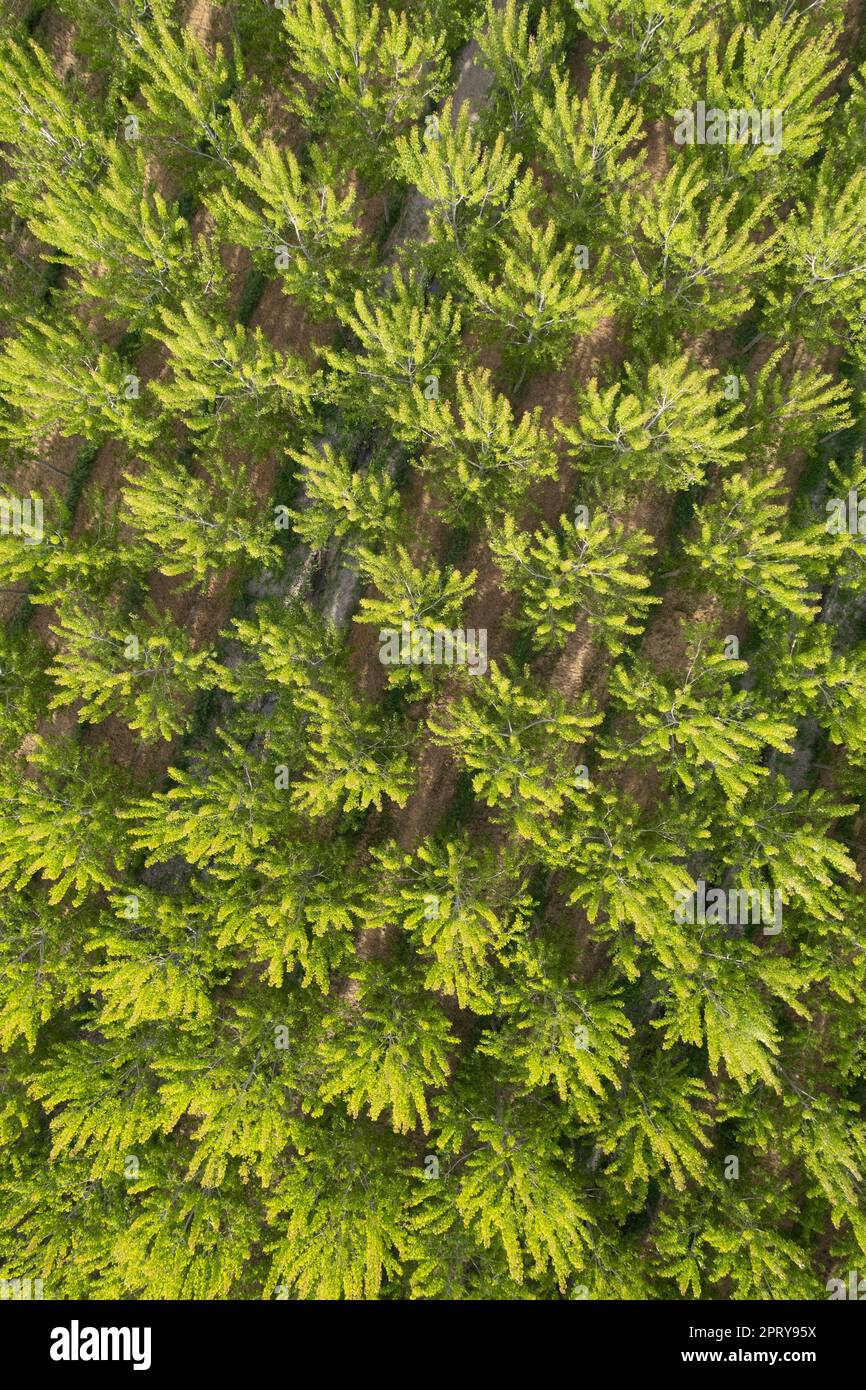 Poplar tree plantation hi-res stock photography and images - Alamy