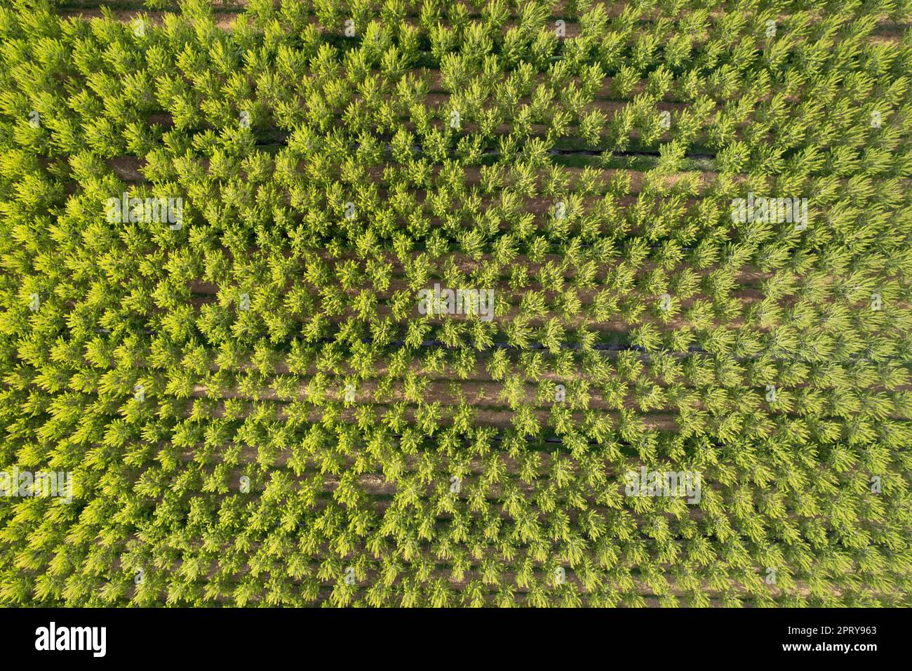 Poplar tree plantation hi-res stock photography and images - Alamy