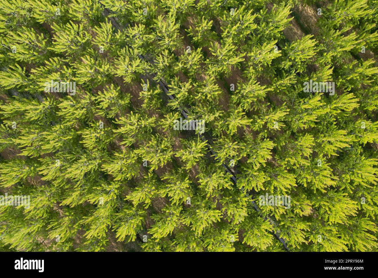 Poplar tree plantation hi-res stock photography and images - Alamy