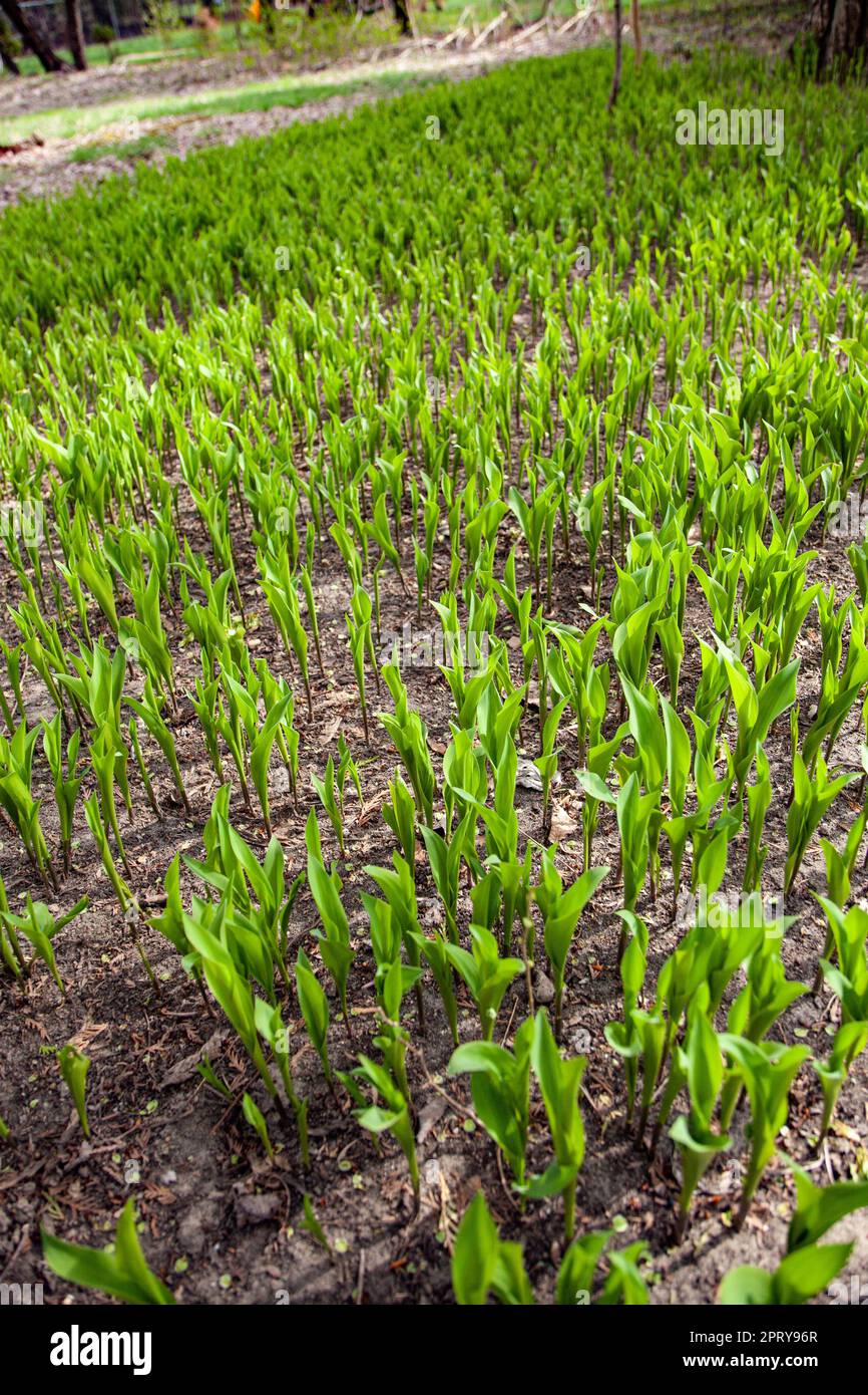 Reaching for new bloom hi-res stock photography and images - Alamy