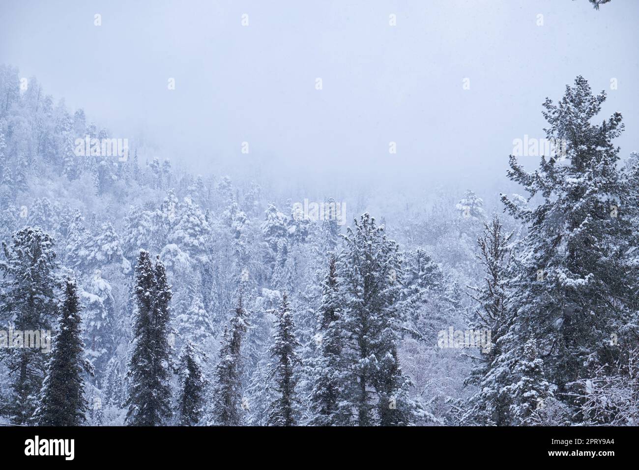 Winter taiga forest under heavy snow on the bank of Teletskoe lake ...