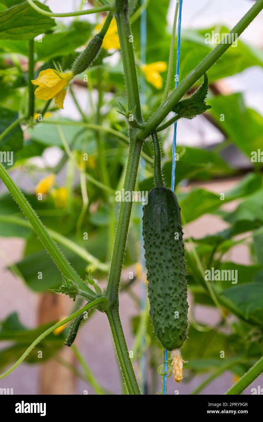 Cucumber Planting, Green Cucumber Growing Farm, Close up Stock Photo ...