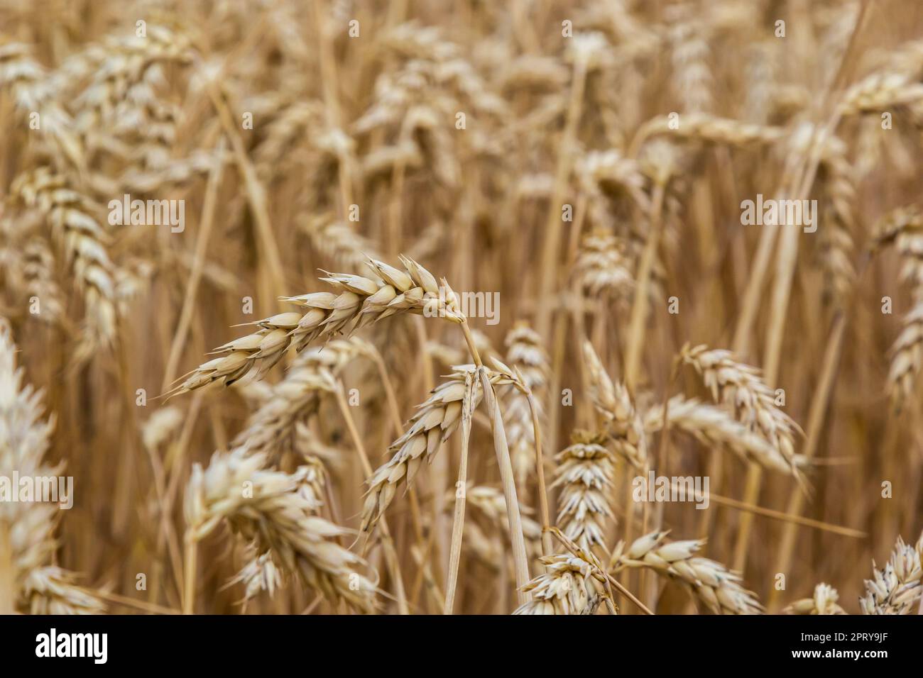 Rural scenery. Background of ripening ears of wheat field and sunlight ...