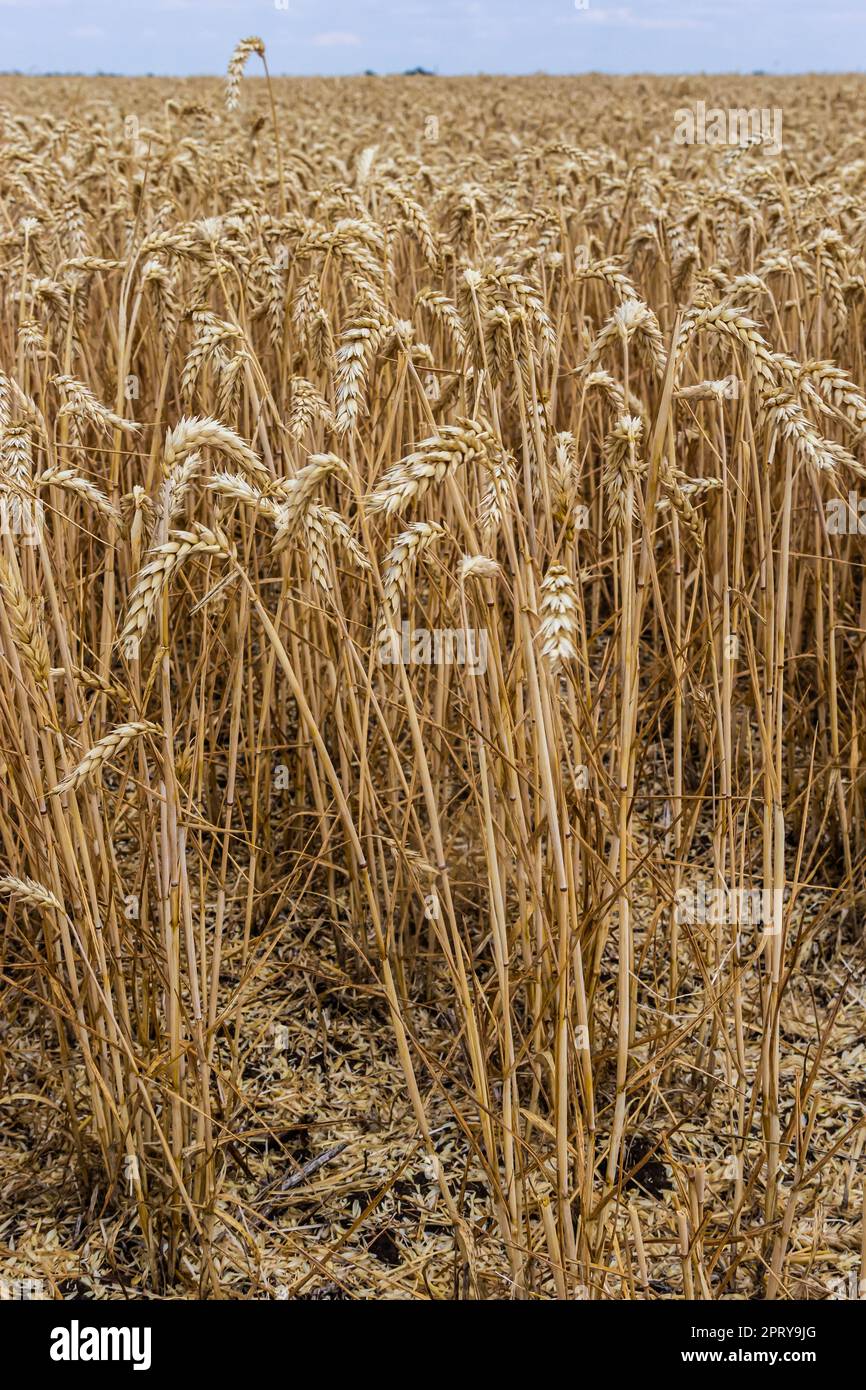 Rural scenery. Background of ripening ears of wheat field and sunlight ...