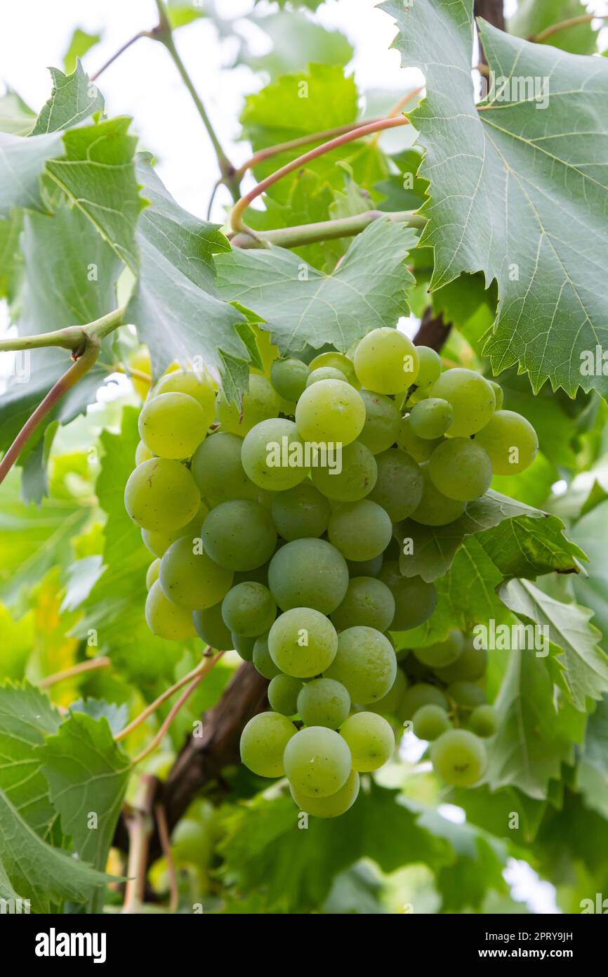 Juicy and tasty big bunches of ripe grapes on plantation bushes Stock ...