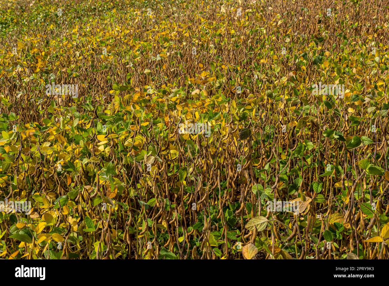 soybean shell in the soybean field. yellow and brown pods. Productivity ...