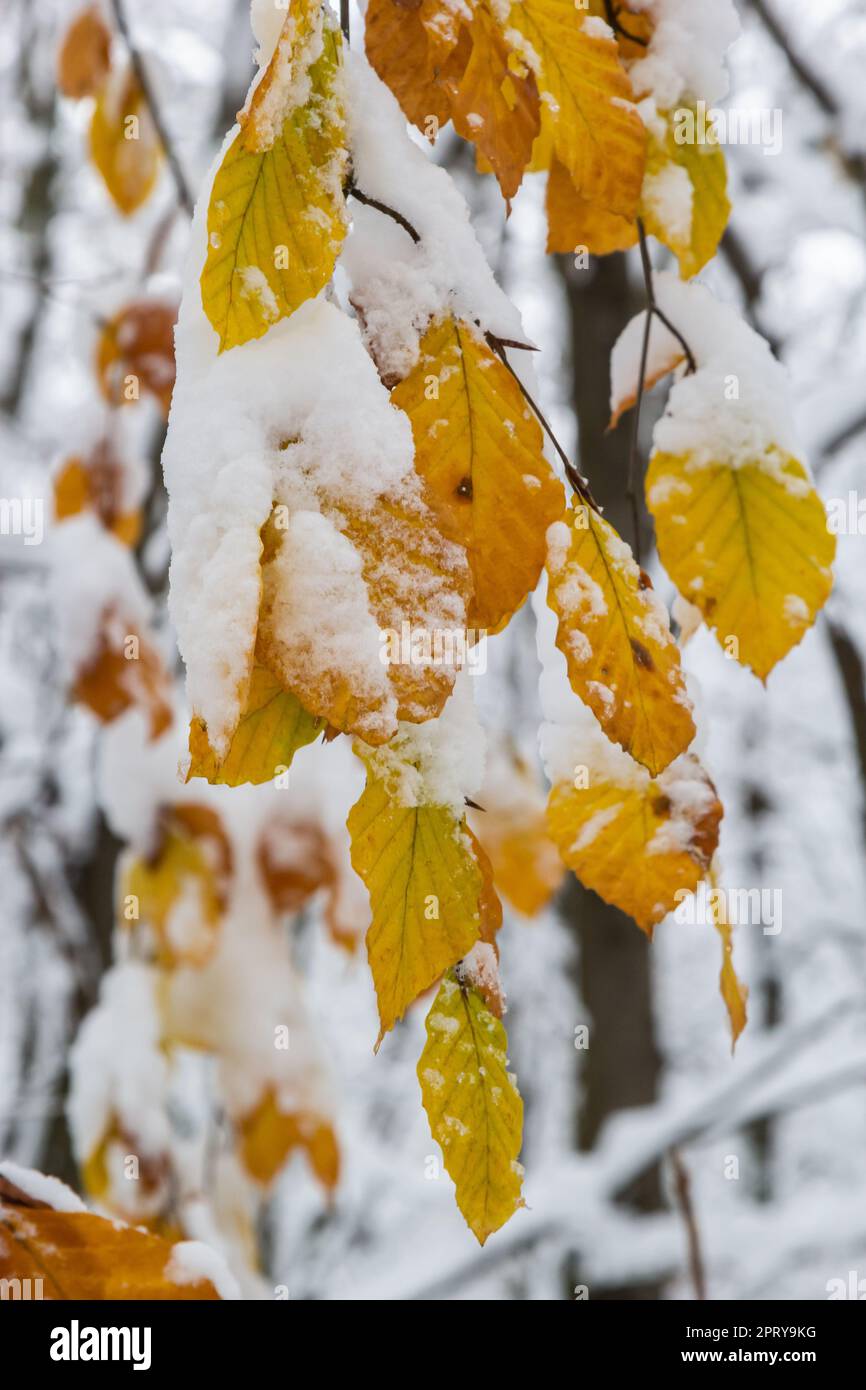 Dry leaves on branches of hornbeam during winter snowfall Stock Photo ...