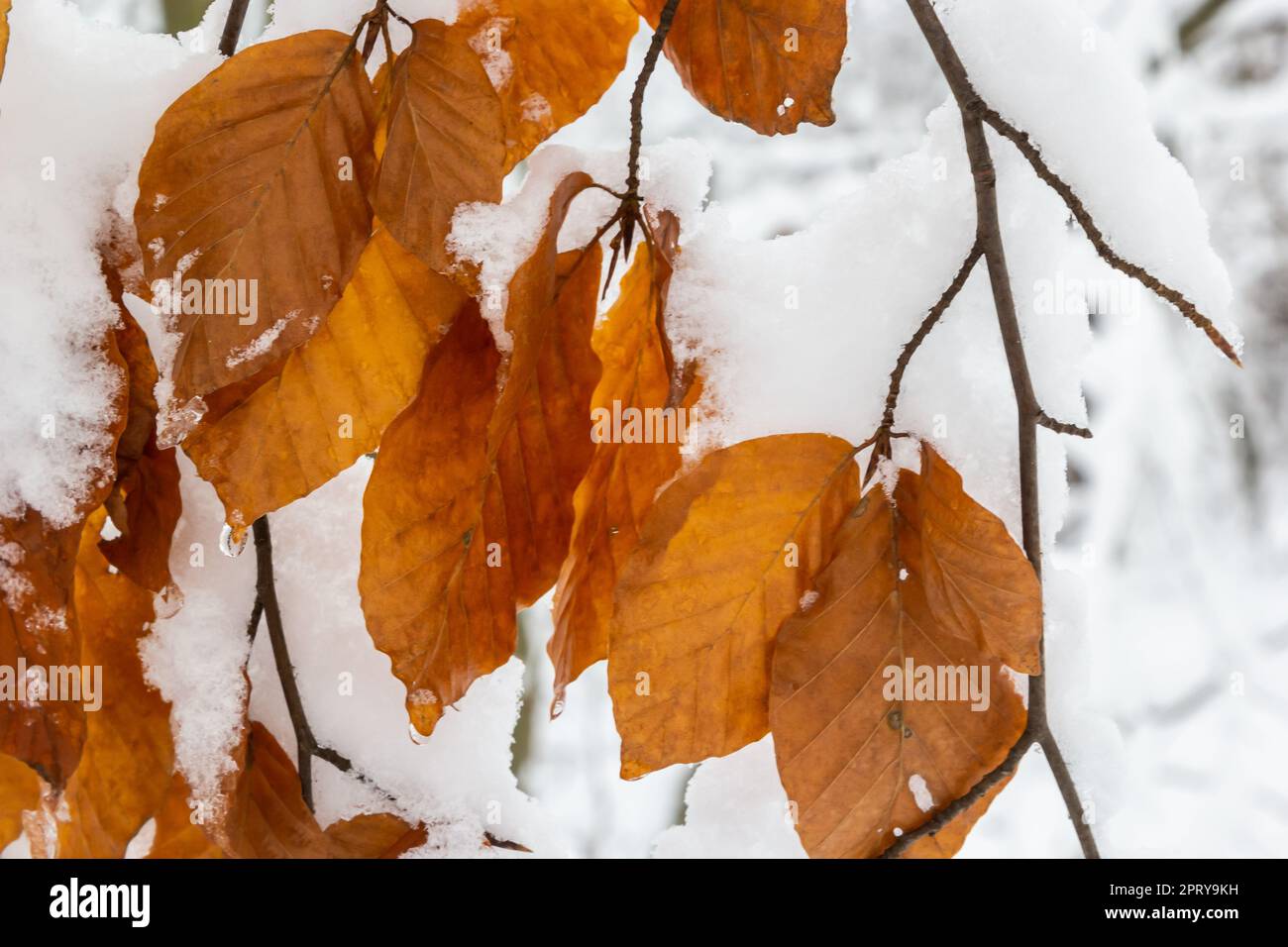 Dry leaves on branches of hornbeam during winter snowfall Stock Photo ...