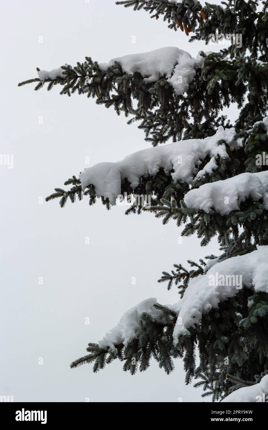 Snow flake leaf hi-res stock photography and images - Alamy