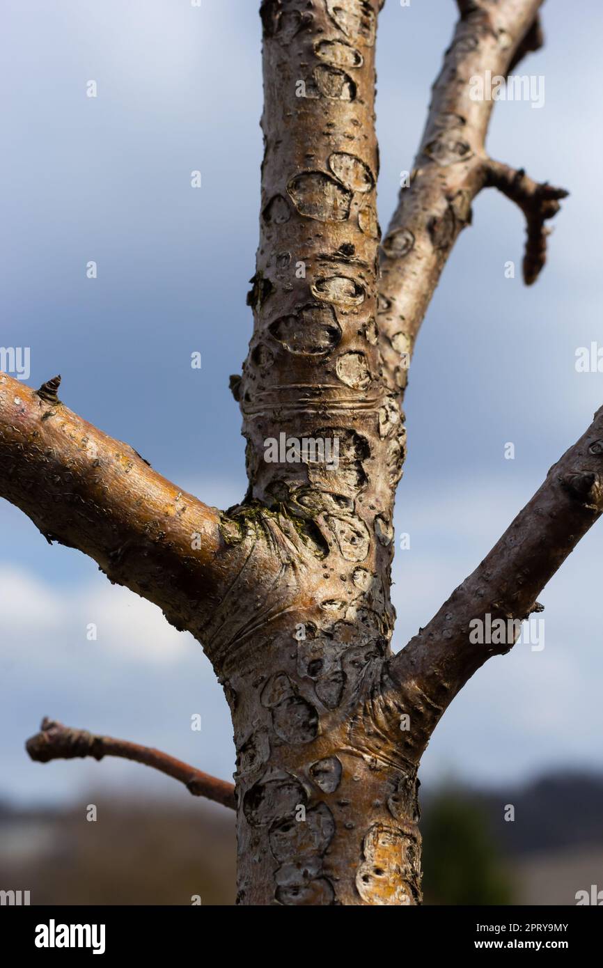 Apple tree damage hi-res stock photography and images - Alamy