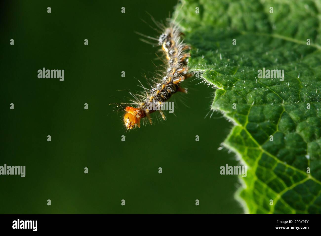 The caterpillars are eagerly eating fresh leaves Stock Photo - Alamy