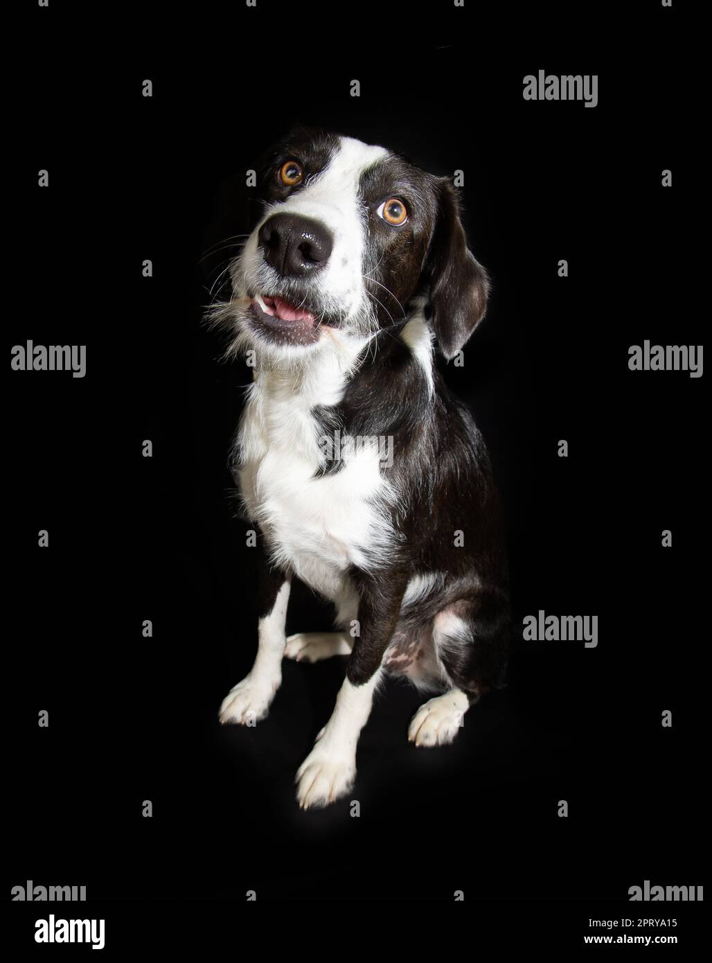Funny Surprised Dog Face