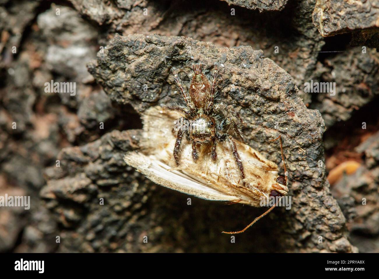 Jumping spiders are eating Is the most populous spider Stock Photo - Alamy