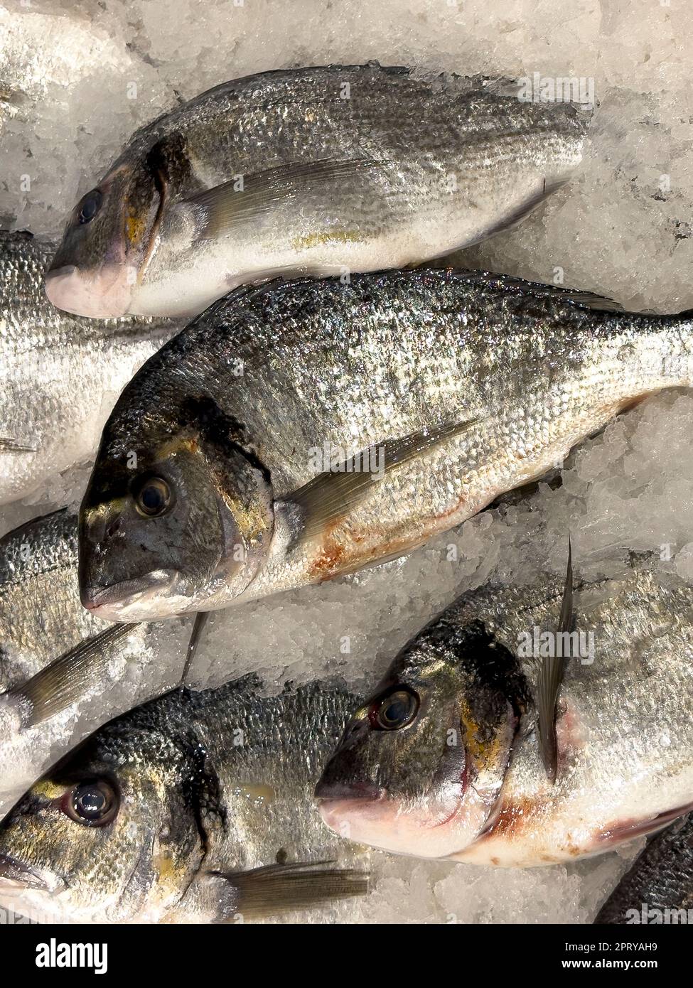 Sea bream. Fresh Gilthead sea bream (Sparus aurata) in ice. Close up ...
