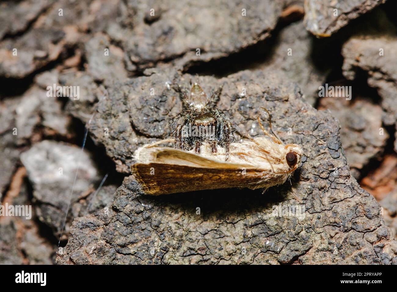 Jumping spiders are eating Is the most populous spider Stock Photo - Alamy