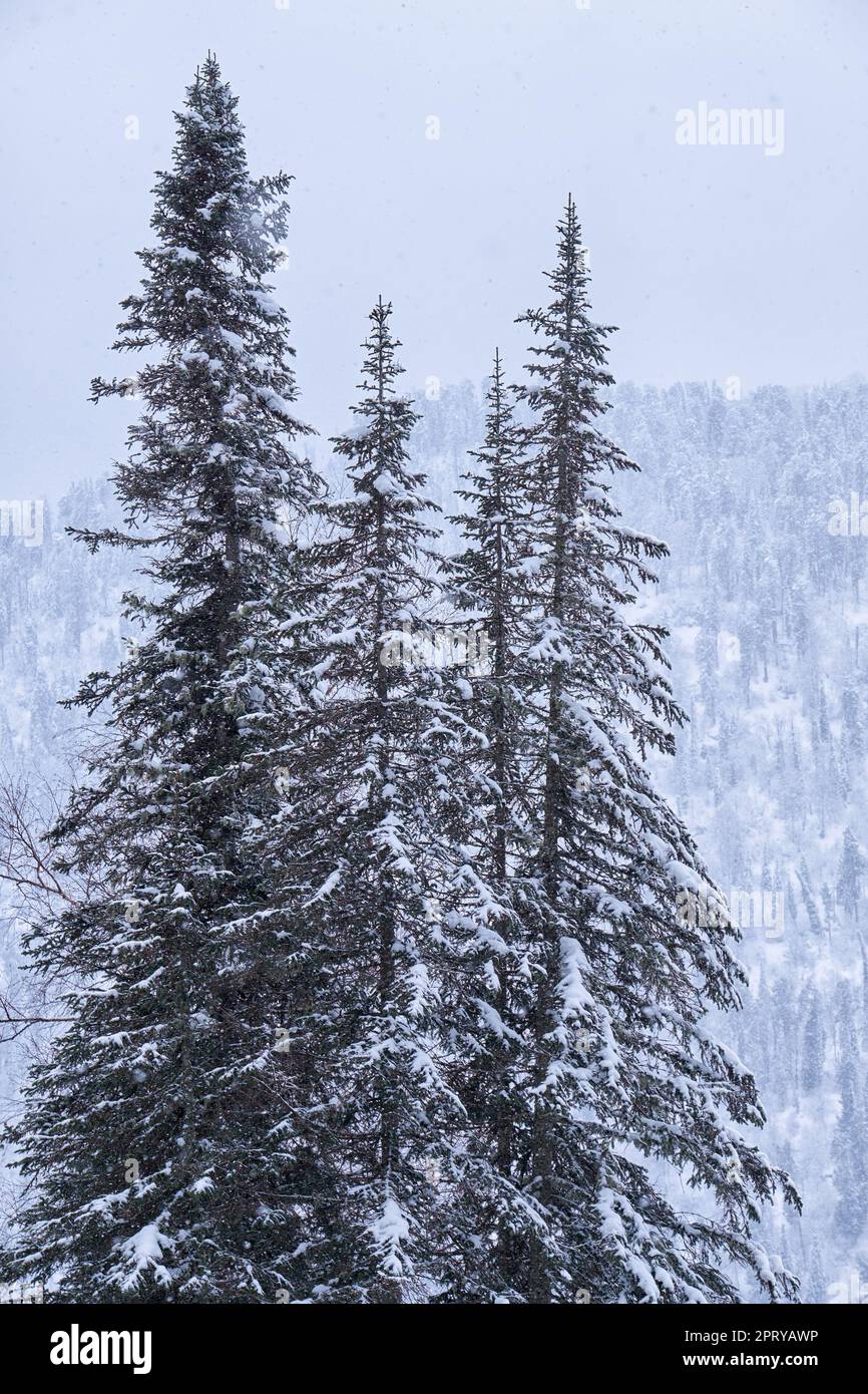 Winter taiga forest under heavy snow on the bank of Teletskoe lake ...