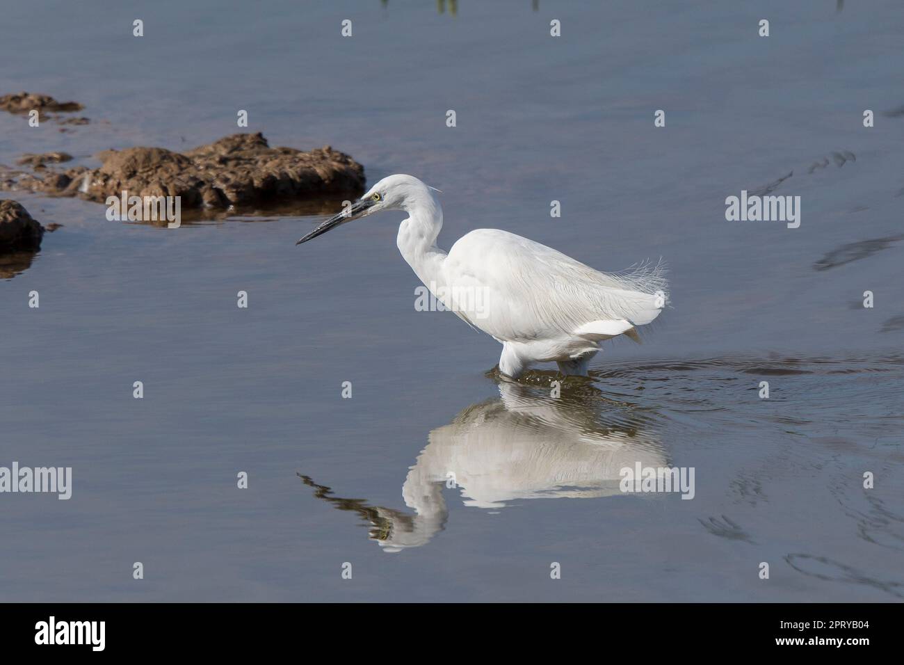 Close, side view of a wild, UK little egret bird (Egretta garzetta ...