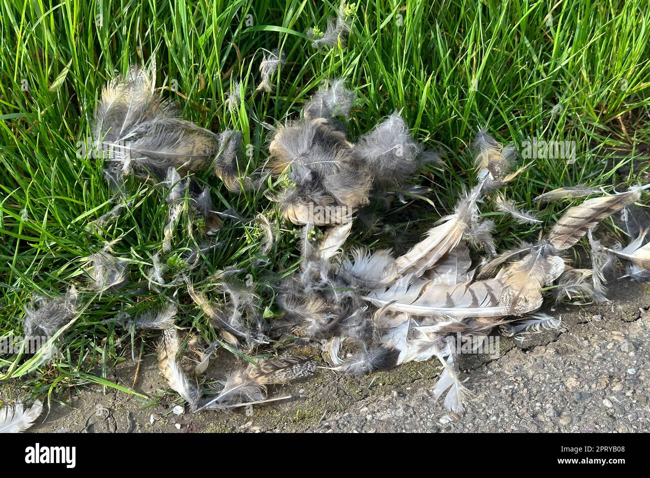 Dead bird feathers on the ground Stock Photo - Alamy
