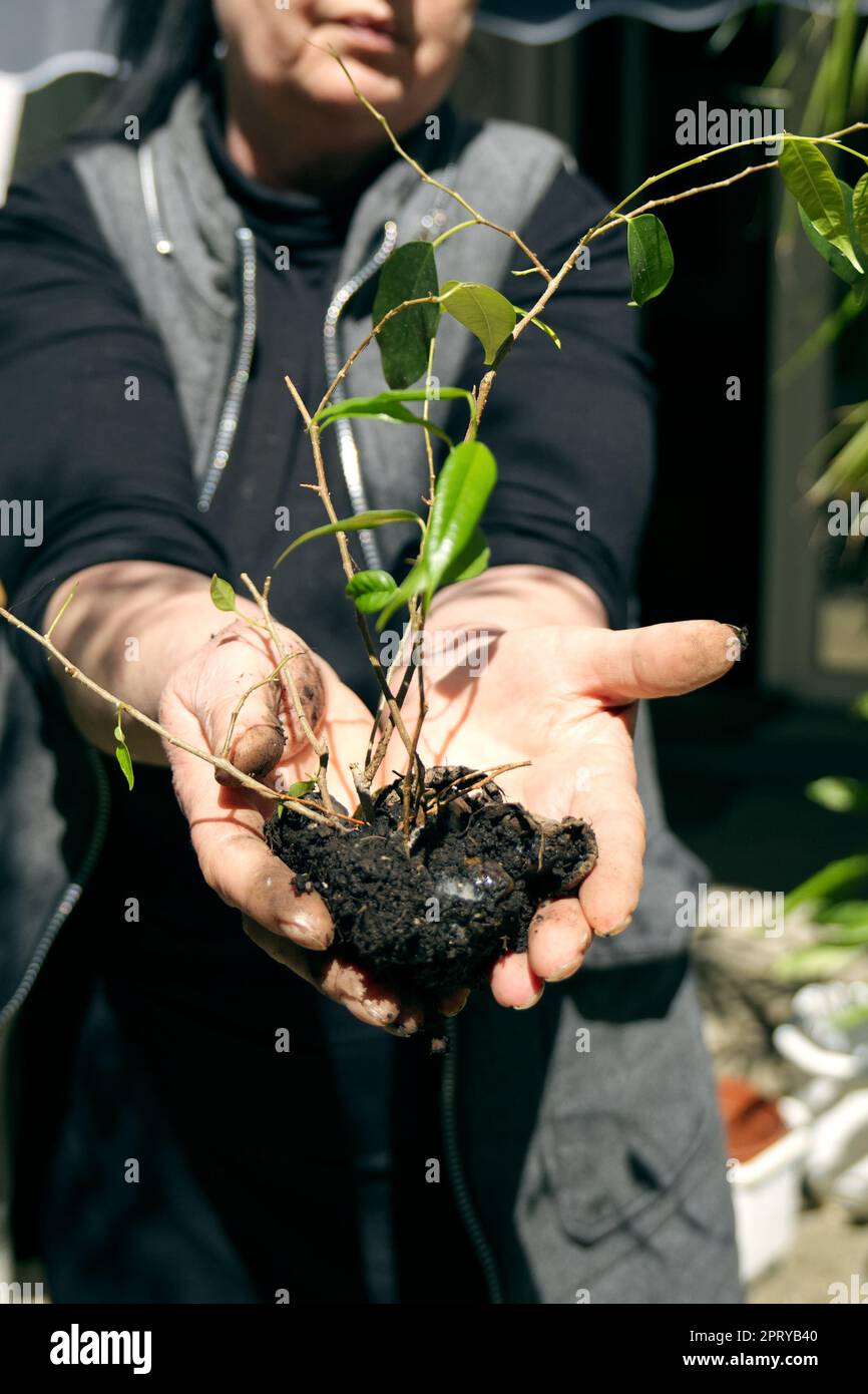 Closeup shot of person holding young green plant with roots and soil ...