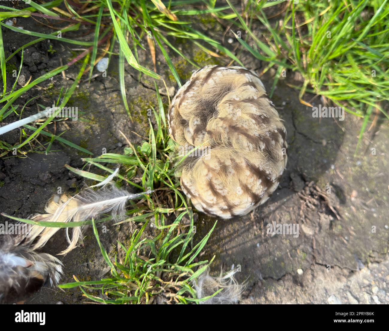 Dead bird feathers on the ground Stock Photo - Alamy