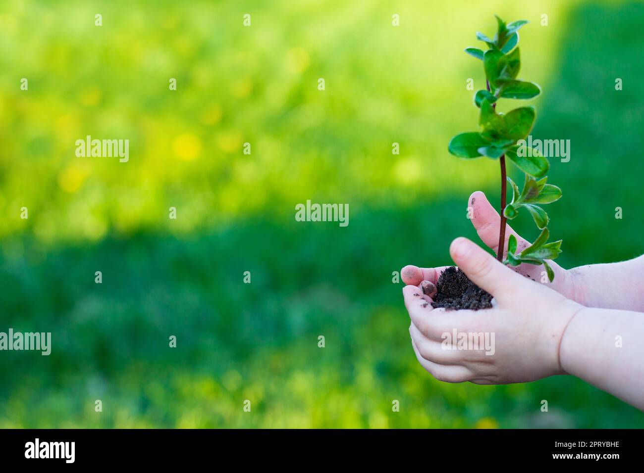 Earth Day. Sapling of a tree in a children's hands on a background of ...