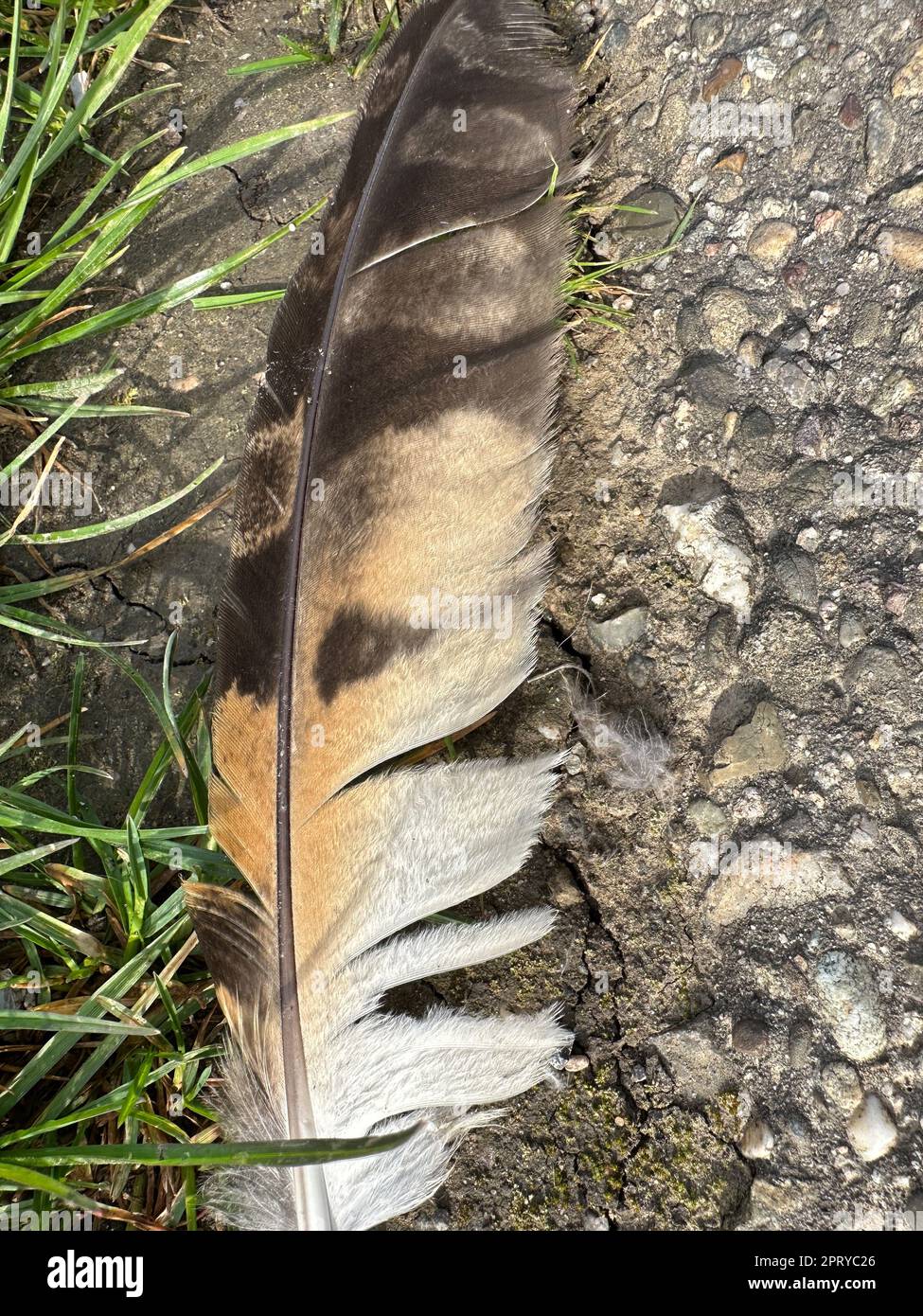 Dead bird feathers on the ground Stock Photo - Alamy