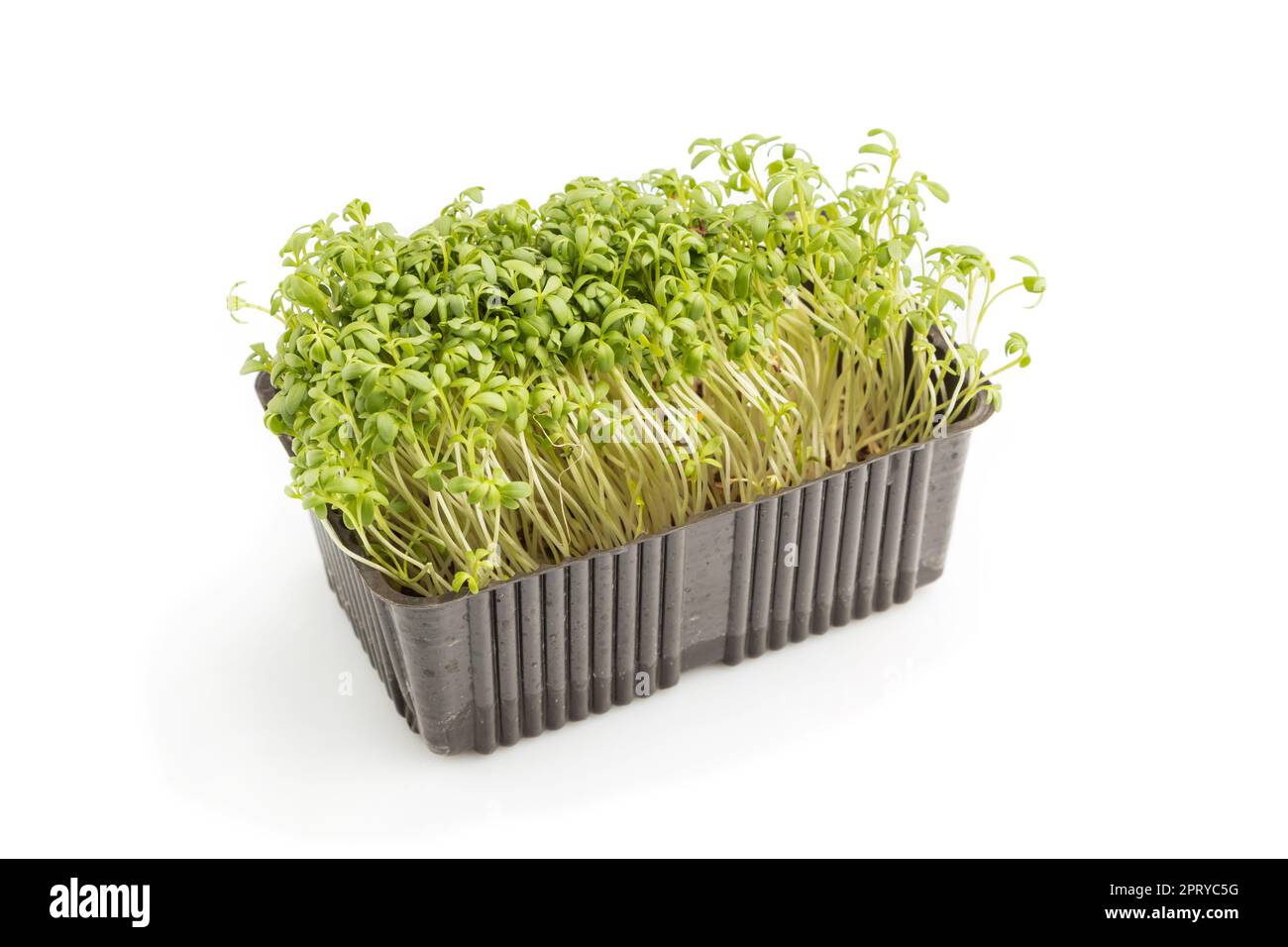 Plastic box with microgreen sprouts of cress isolated on white ...