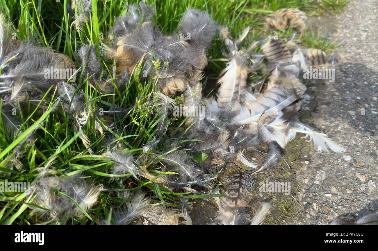 Dead bird feathers on the ground Stock Photo - Alamy