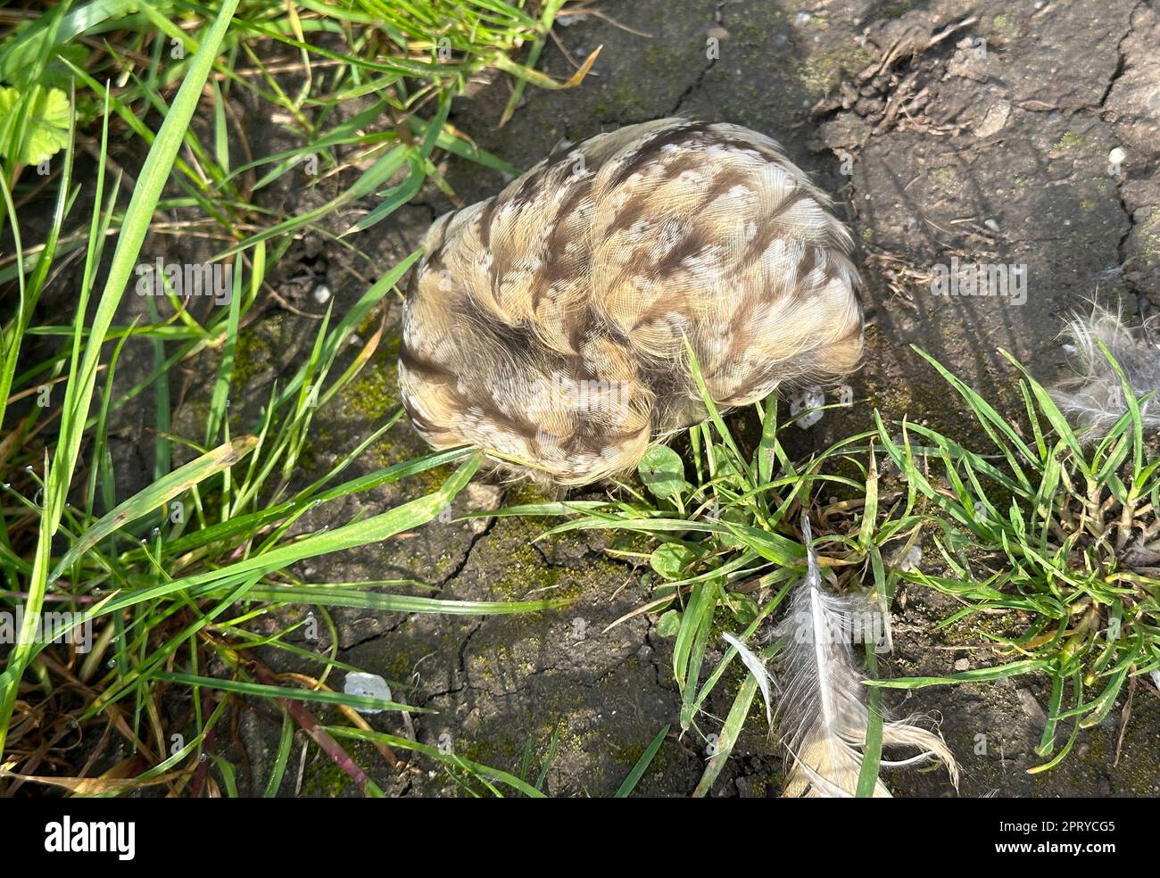 Dead bird feathers on the ground Stock Photo - Alamy