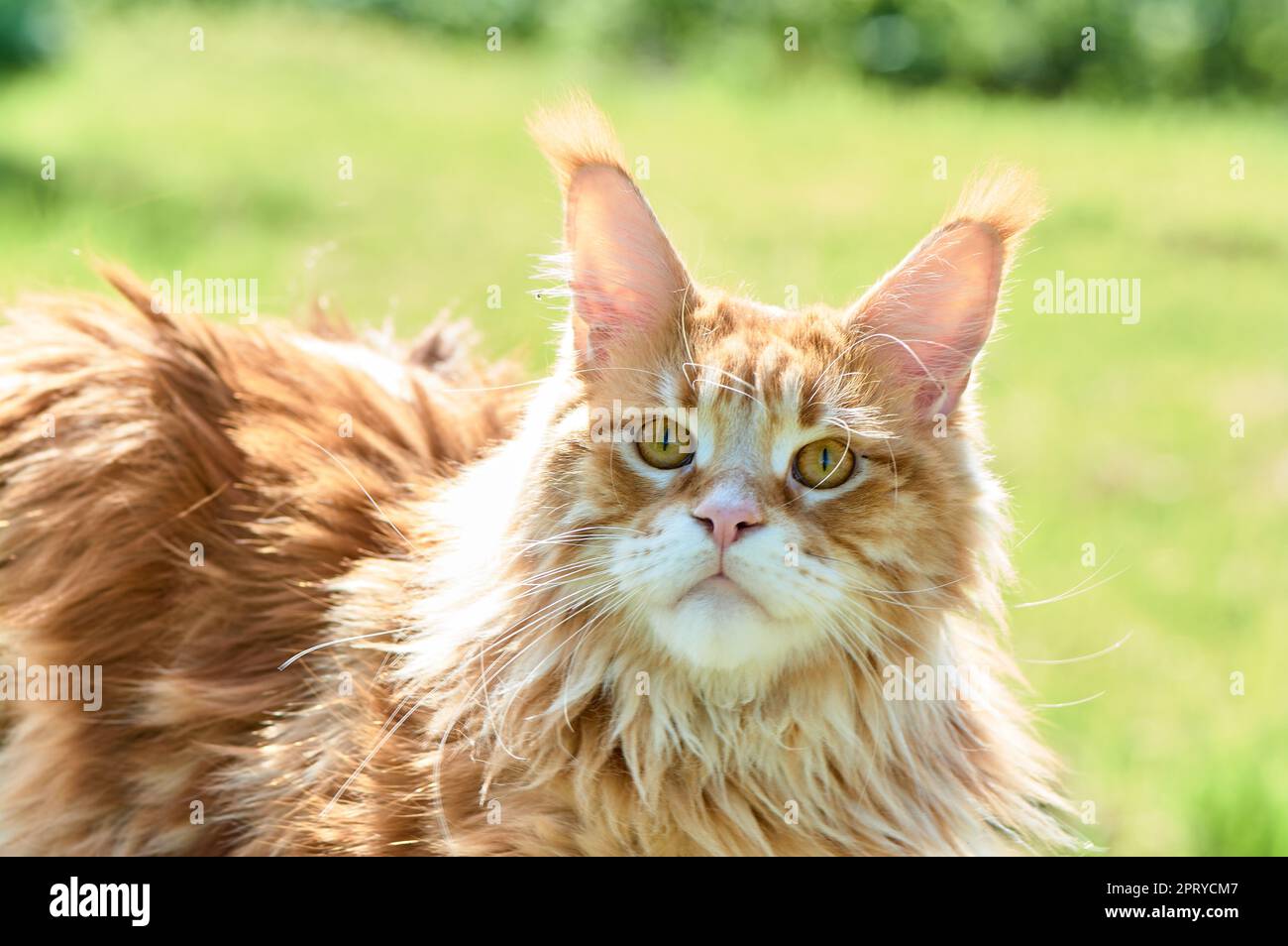 ginger cat looks into the camera close-up, meikun. High quality photo ...