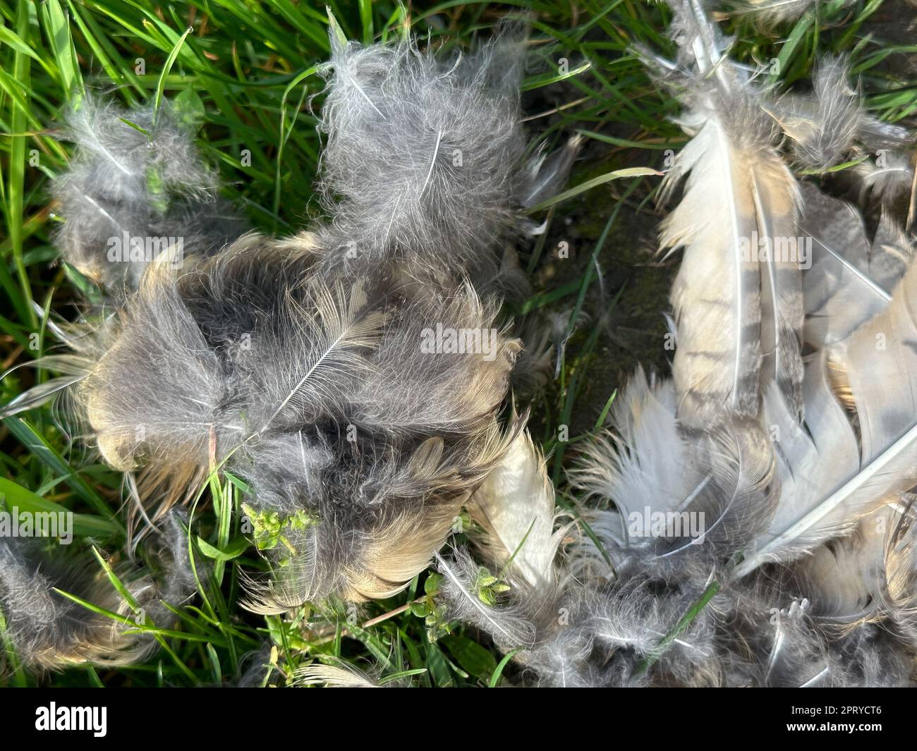 Dead bird feathers on the ground Stock Photo - Alamy