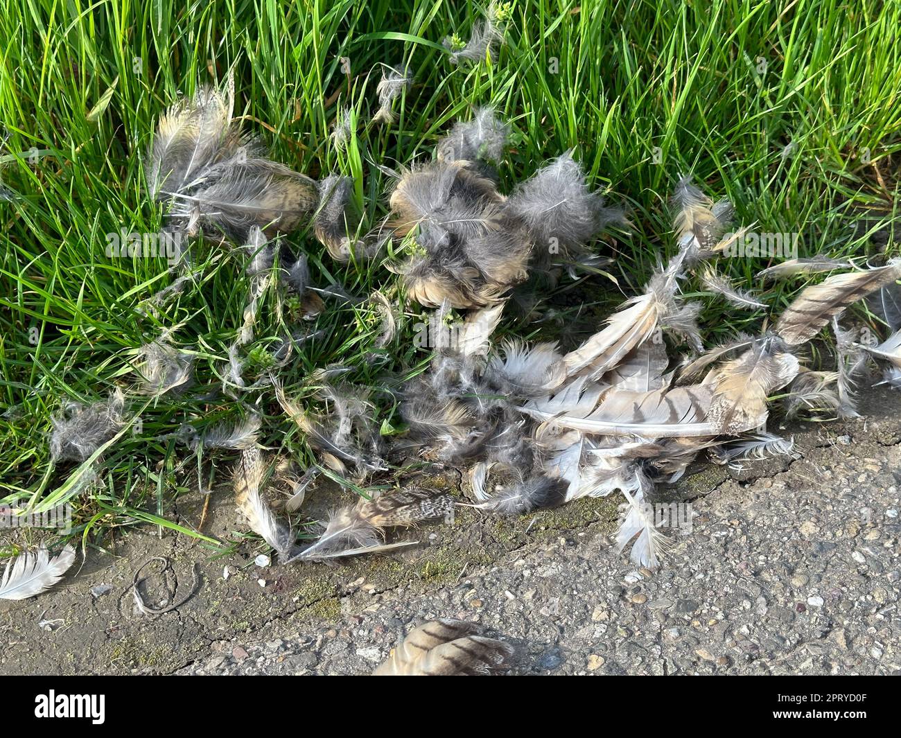 Dead bird feathers on the ground Stock Photo - Alamy