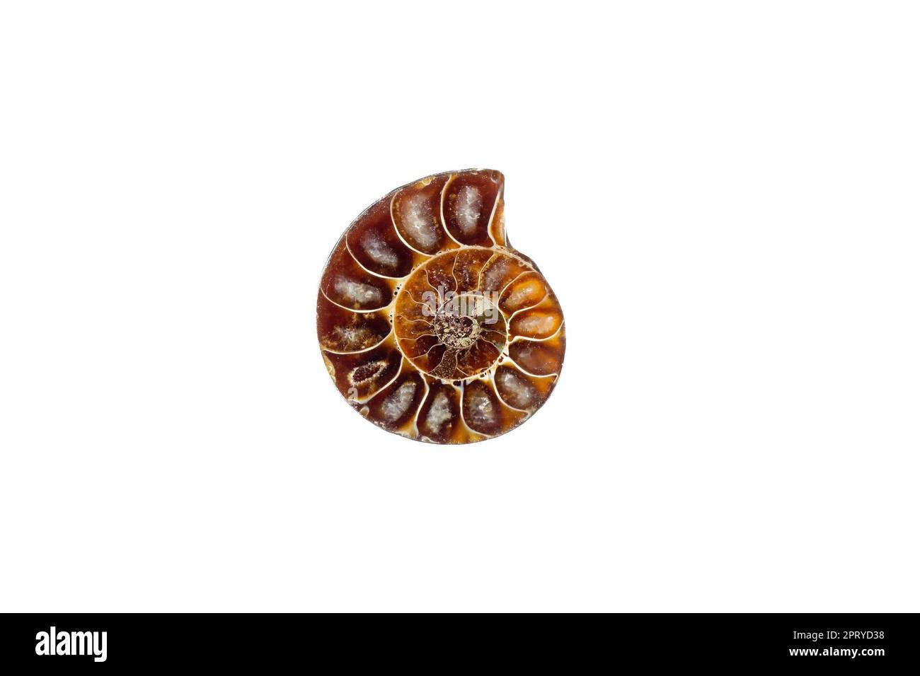 Brown spiral ammonite fossil mollusk isolated on white background Stock ...