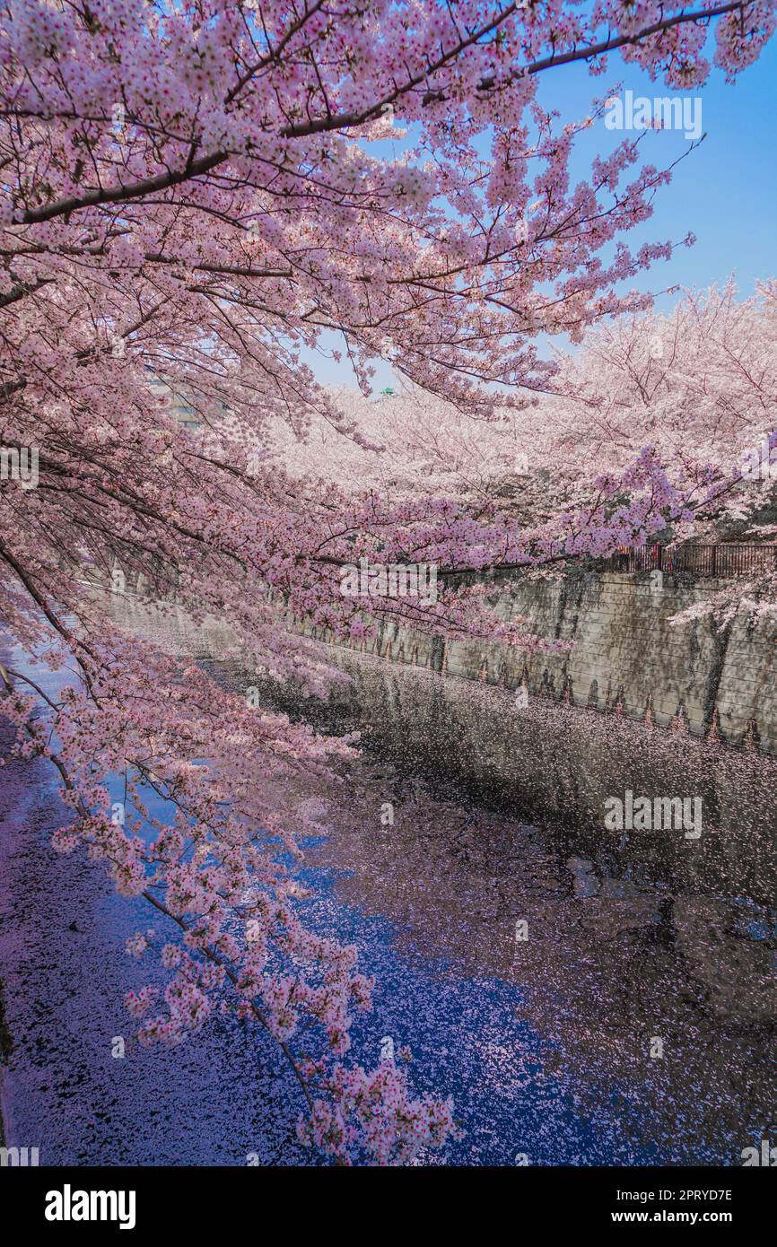 Meguro River and full bloom cherry blossoms. Shooting Location: Meguro ...