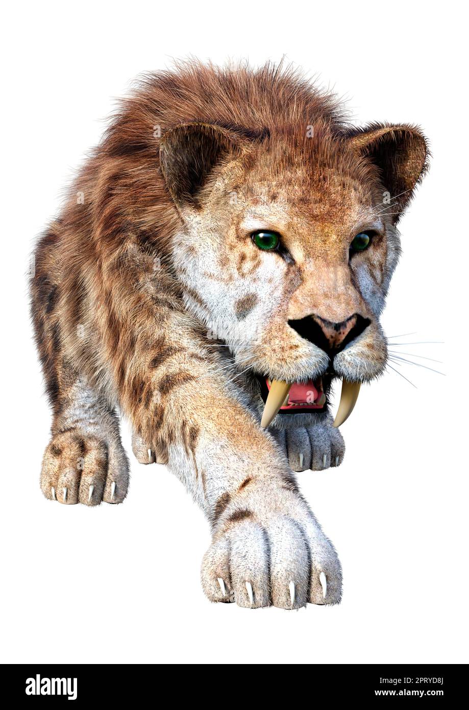 3D rendering of a sabertooth tiger isolated on white background Stock ...