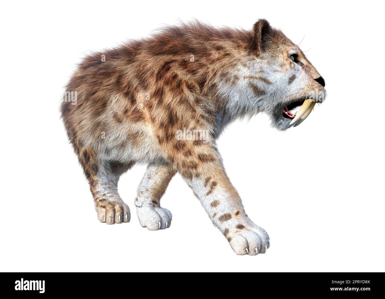 3D rendering of a sabertooth tiger isolated on white background Stock ...