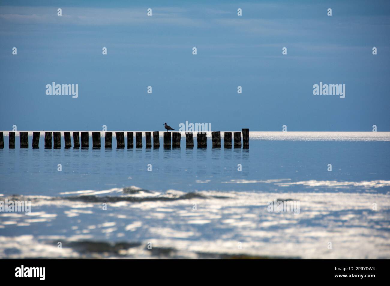 Wooden groynes in the still sea, on the Baltic Sea coast with blue sky ...