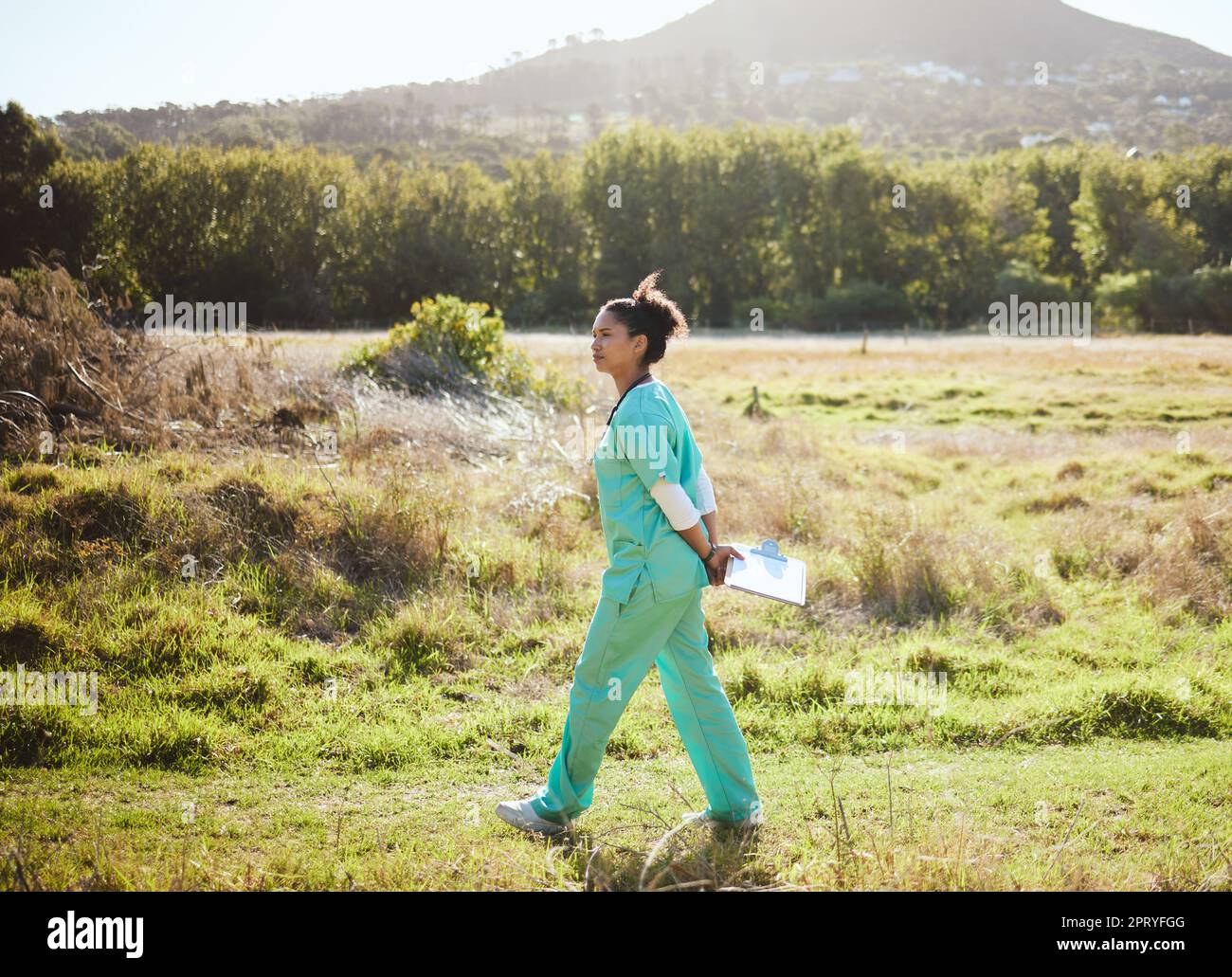 Animal care, working and vet in field walking with clipboard doing ...