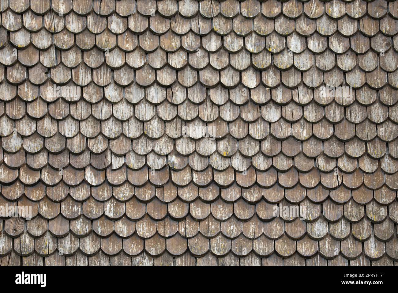 Beaver tail tiles hi-res stock photography and images - Alamy