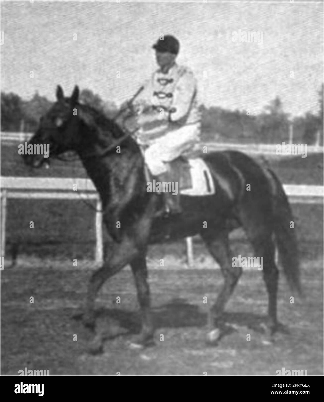 Africander (foaled 1900 in California) was an American Thoroughbred ...