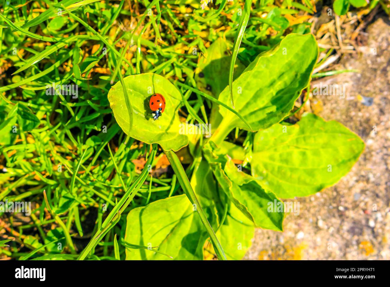 Gestland hi-res stock photography and images - Alamy