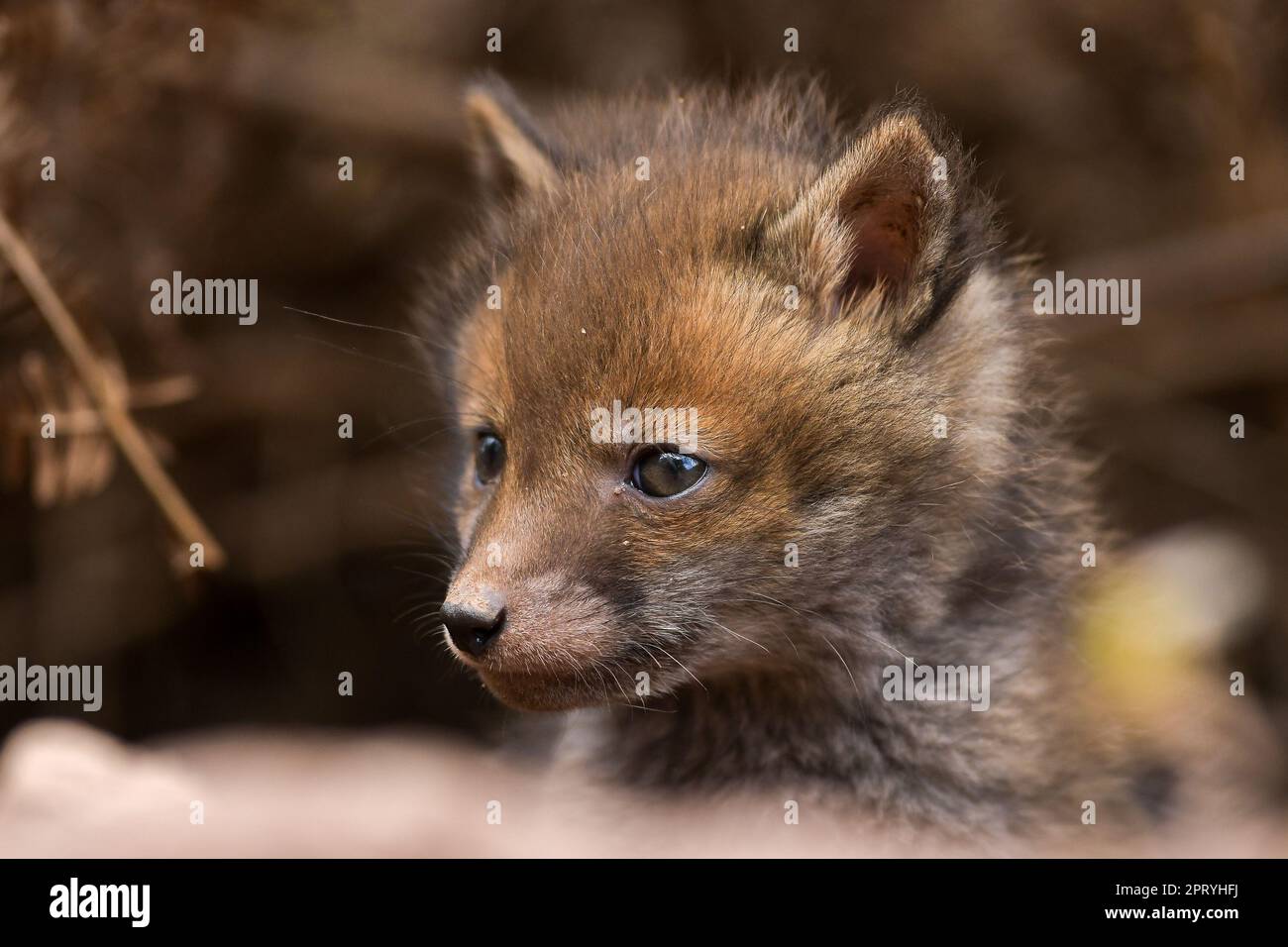 New world red fox hi-res stock photography and images - Alamy