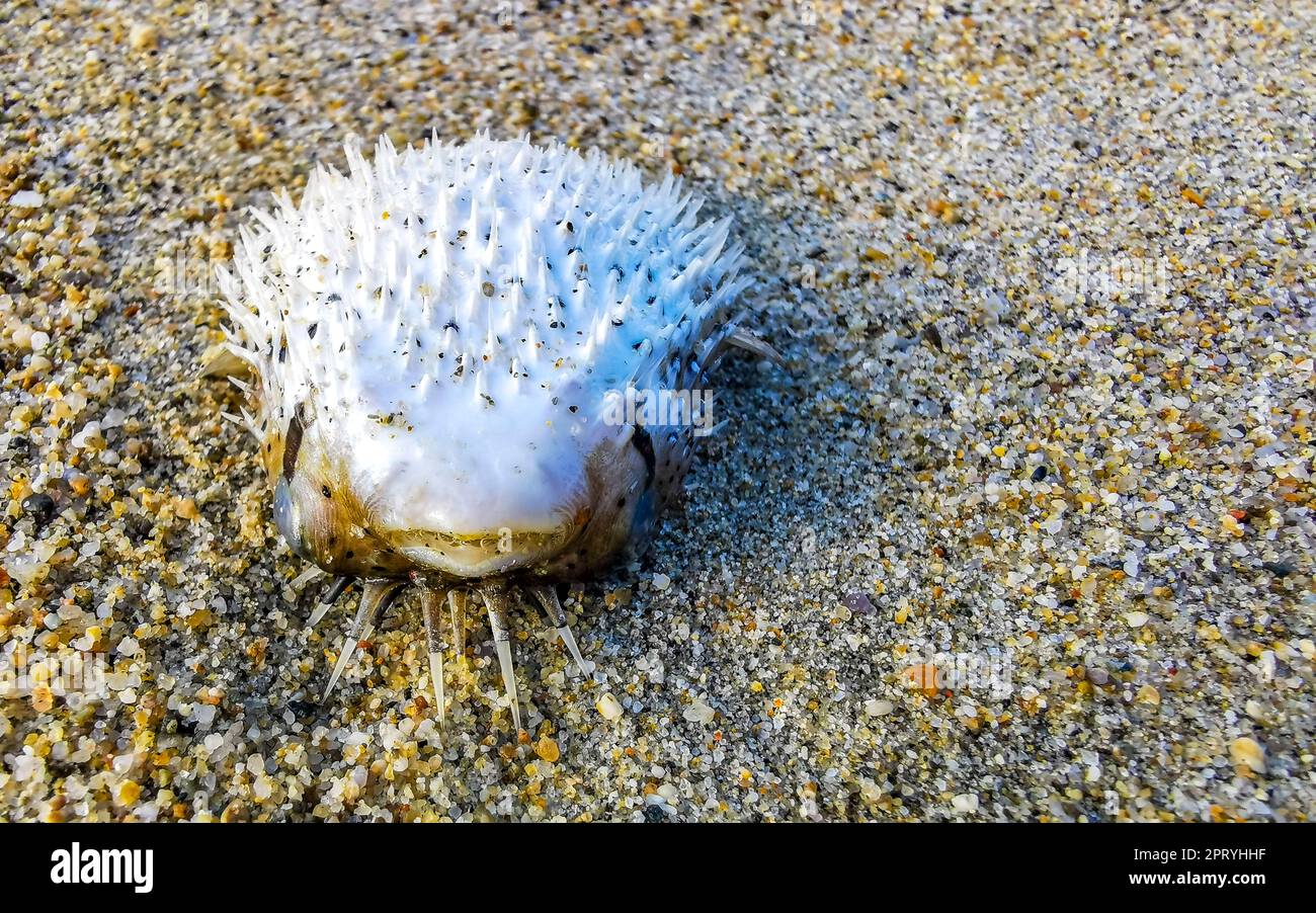 Dead puffer fish washed up on the beach lies on the sand in Zicatela ...