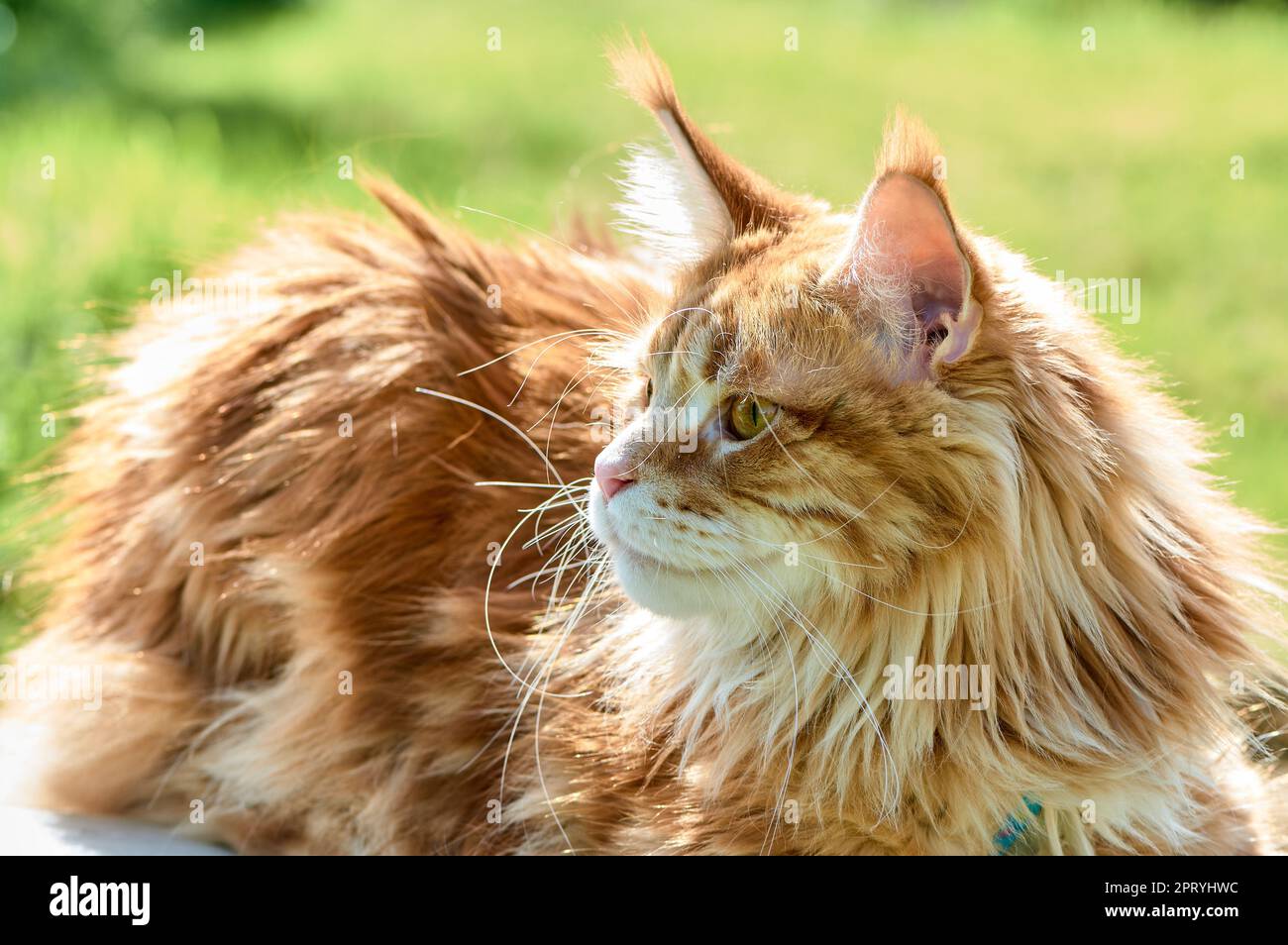 ginger cat looks into the camera close-up, meikun. High quality photo ...