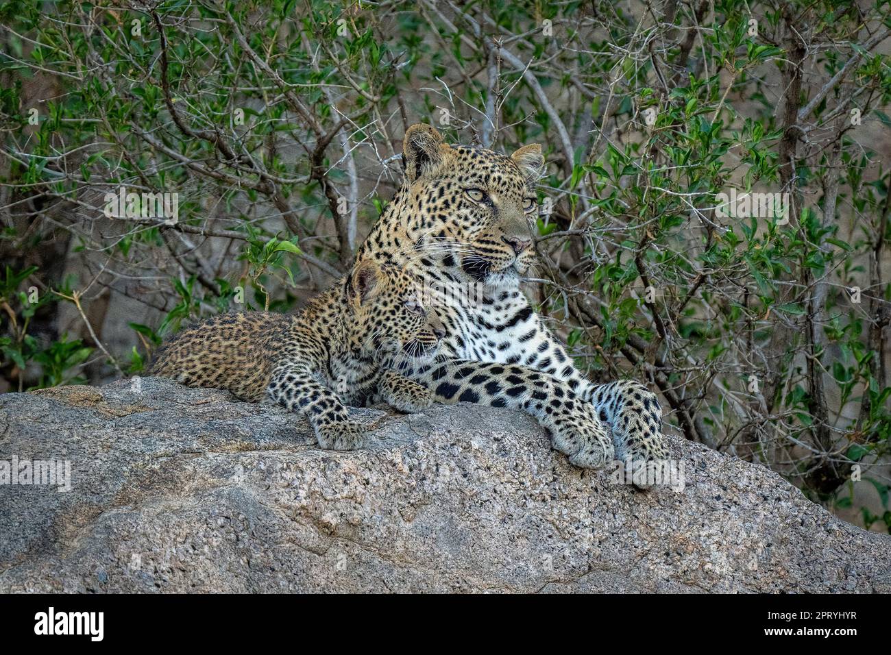 Shady plain hi-res stock photography and images - Alamy