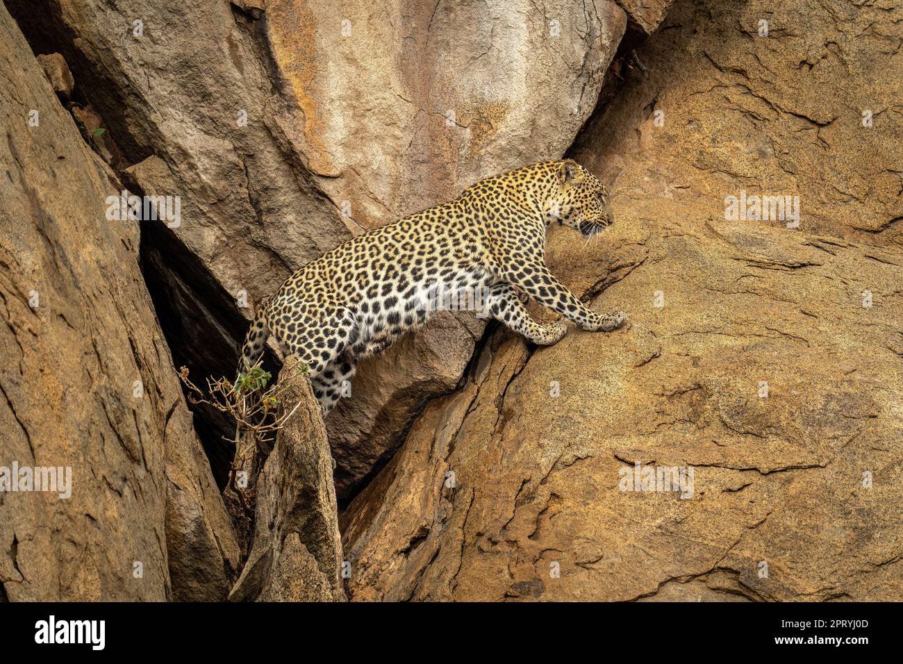 Leopard climbs out of cave in rock Stock Photo - Alamy