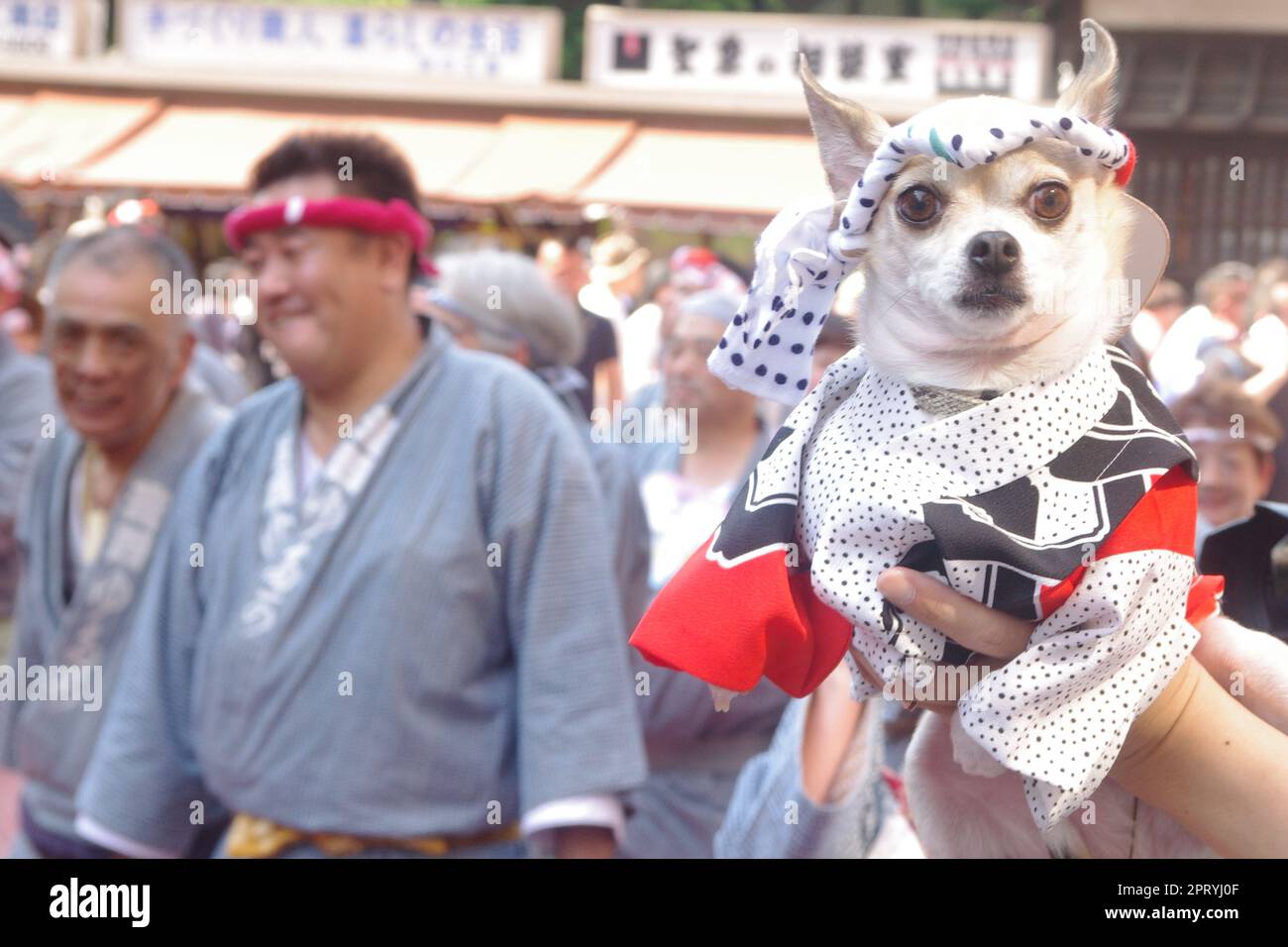 Dog at Sanja Festival, Asakusa, Tokyo, Japan Stock Photo - Alamy