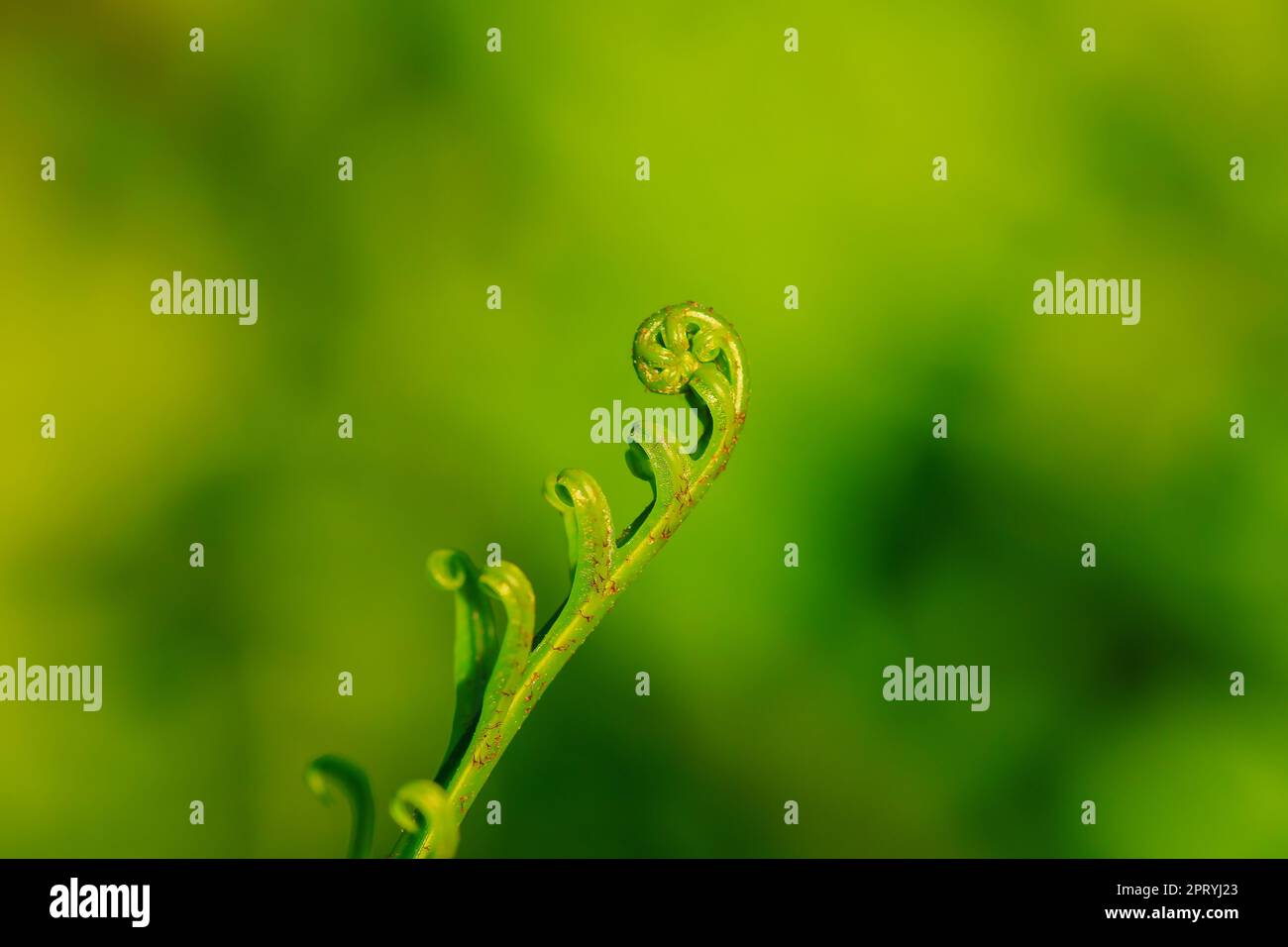 Rolled petal hi-res stock photography and images - Alamy