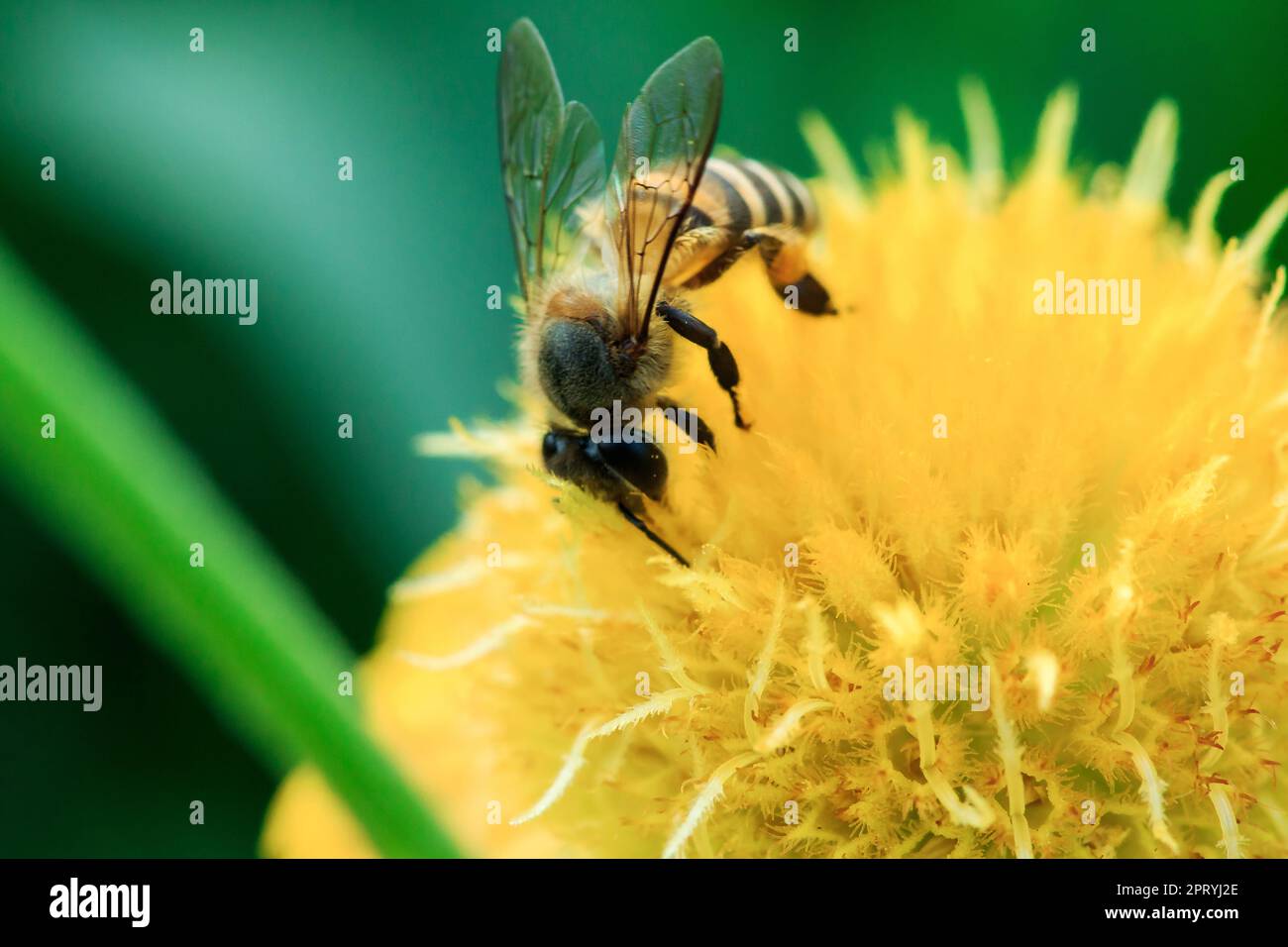 Bees on yellow flowers in nature are blooming Stock Photo - Alamy